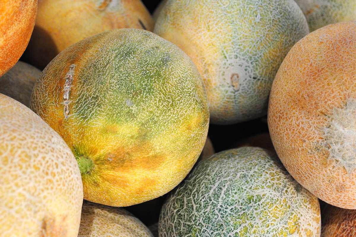 A Farmers Market Guide to Melons : Foodwise