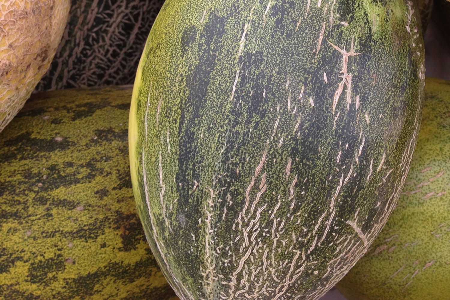A Farmers Market Guide to Melons : Foodwise