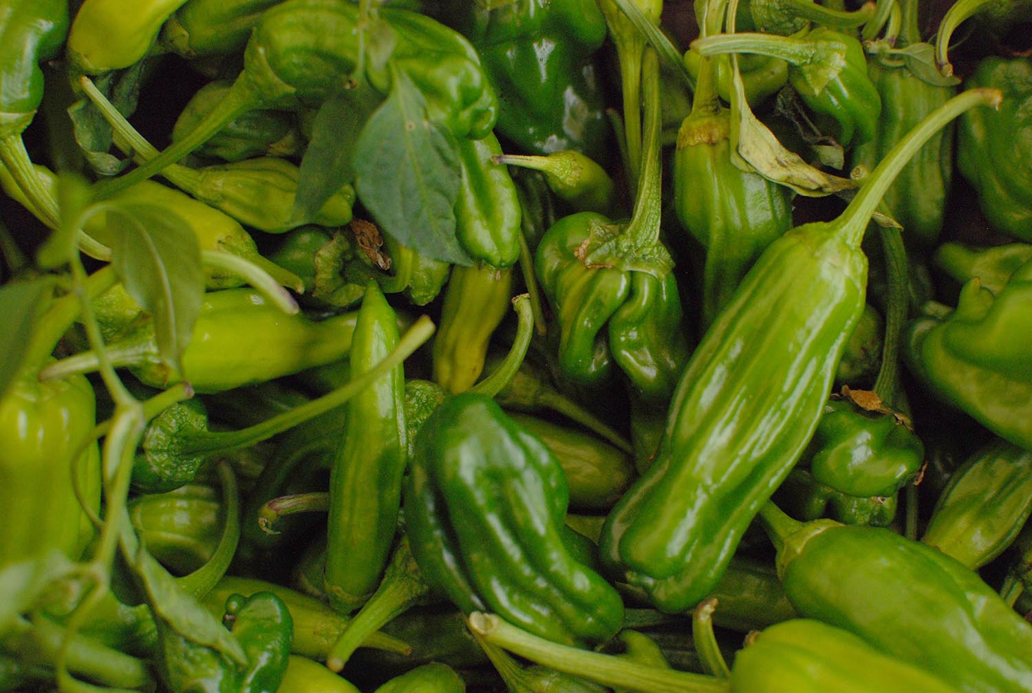 From Sweet to Heat: A Farmers Market Guide to Peppers : Foodwise