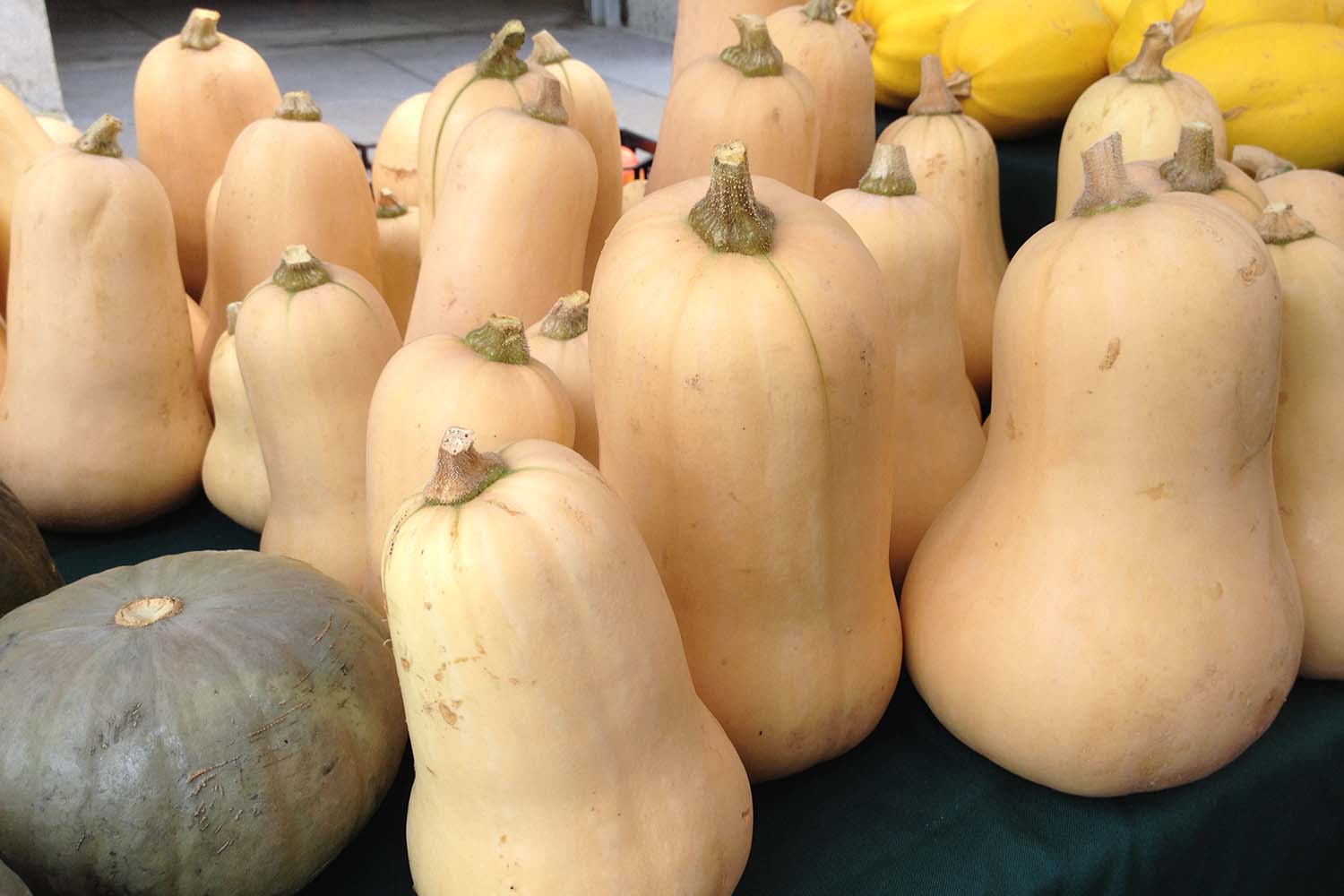 Squash Goals: A Farmers Market Guide to Winter Squash : Foodwise