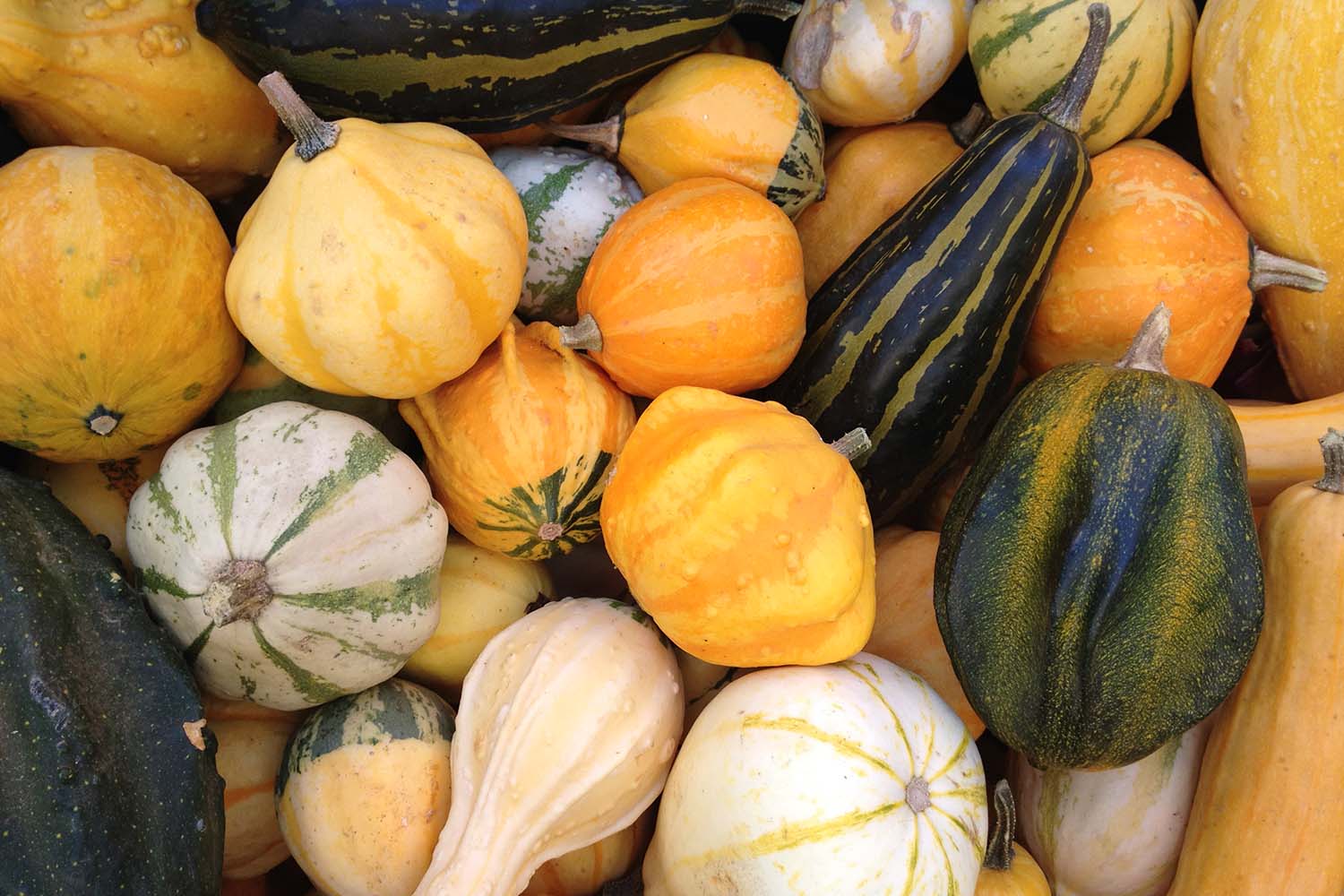 Squash Goals: A Farmers Market Guide to Winter Squash : Foodwise