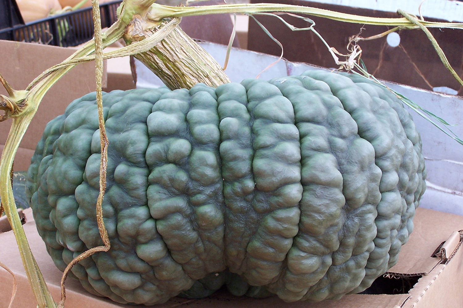 Squash Goals: A Farmers Market Guide to Winter Squash : Foodwise