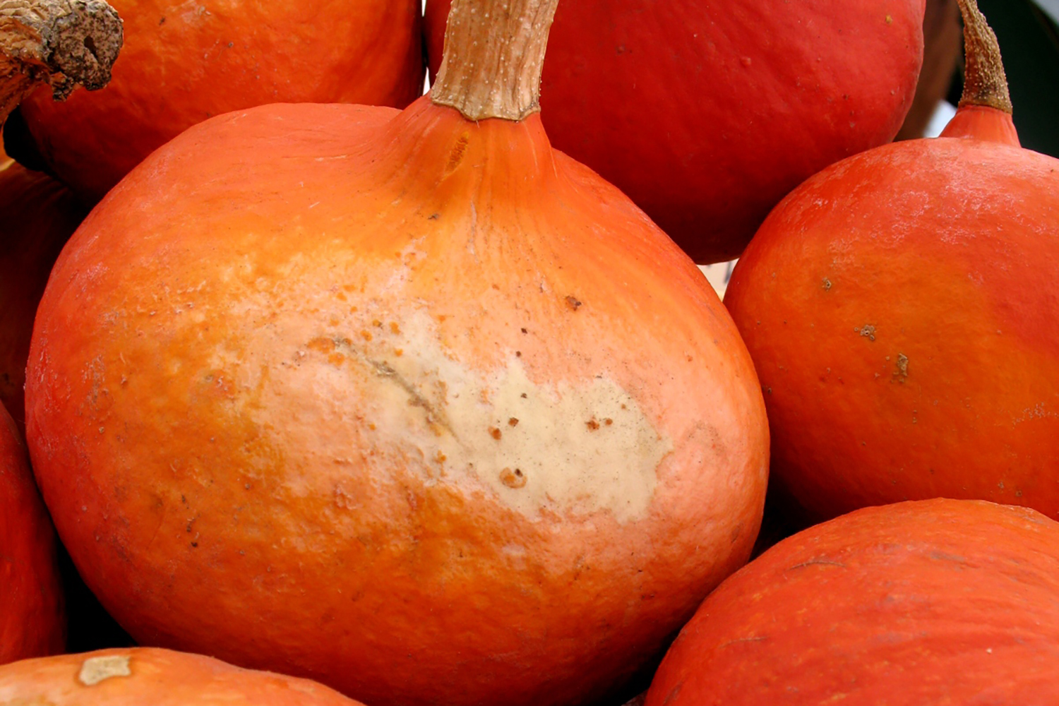 Squash Goals: A Farmers Market Guide to Winter Squash : Foodwise