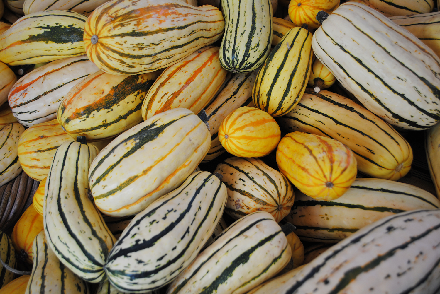 Squash Goals: A Farmers Market Guide to Winter Squash : Foodwise