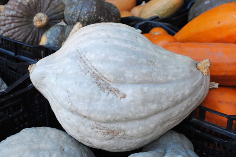 Squash Goals: A Farmers Market Guide to Winter Squash : Foodwise