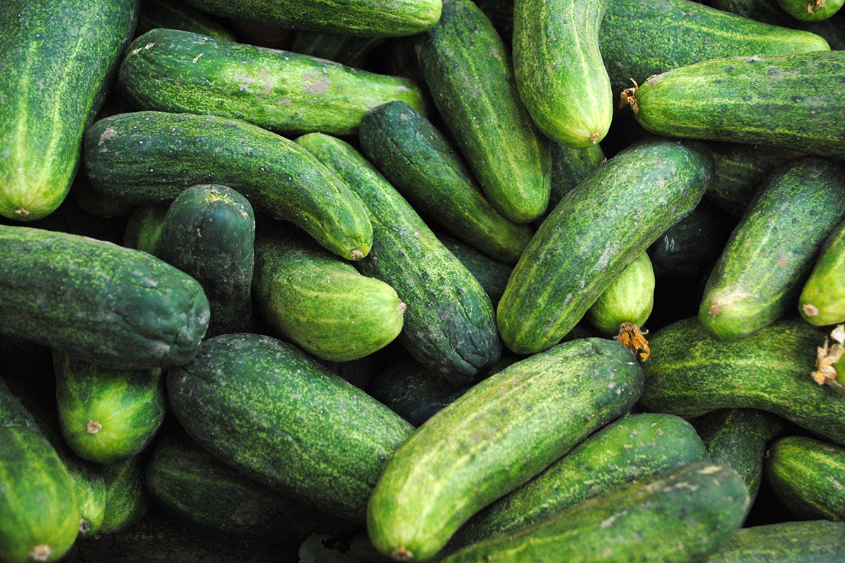Squash, Melons, and More: A Farmers Market Guide to Cucurbits : Foodwise