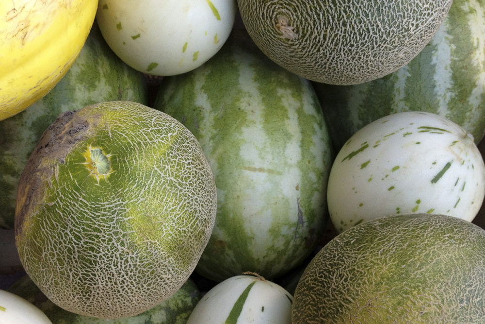 Squash, Melons, and More: A Farmers Market Guide to Cucurbits : Foodwise
