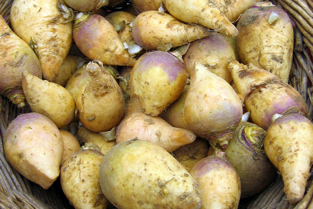 Get Rooted: A Farmers Market Guide to Root Vegetables : Foodwise