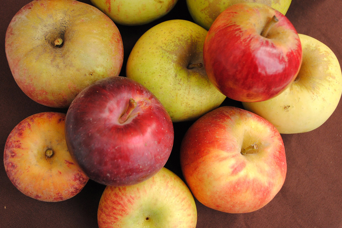 Fall Fruit Festival : Foodwise