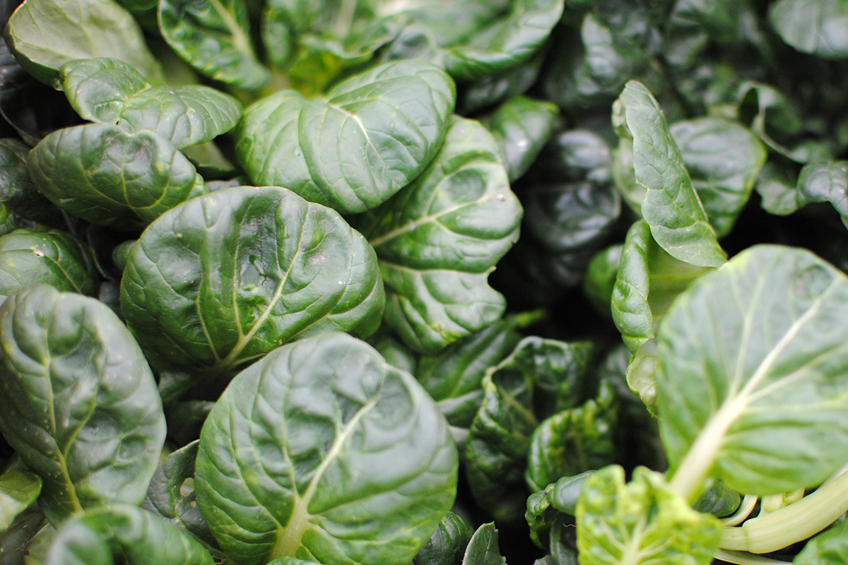 A Farmers Market Guide to Greens : Foodwise