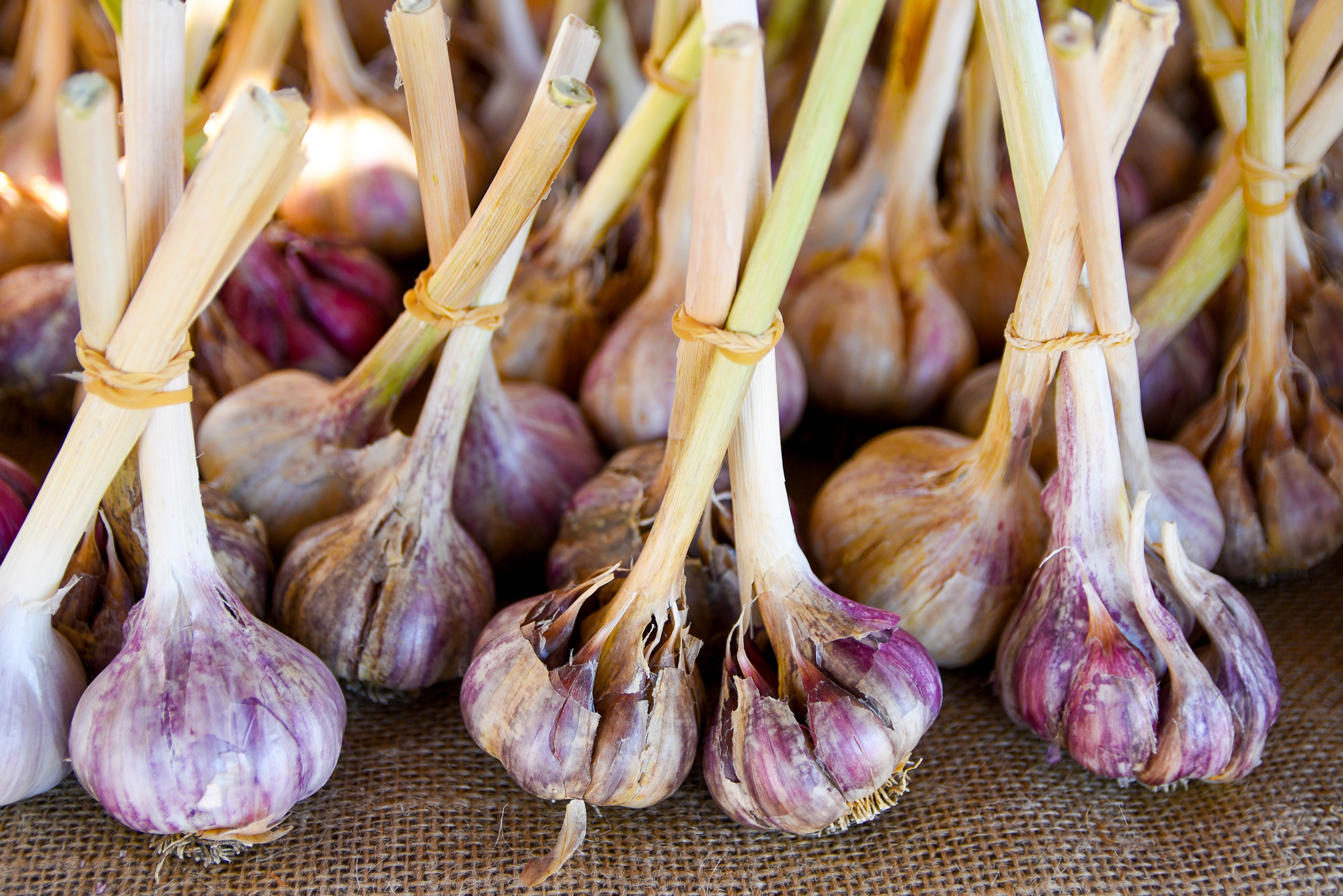 Layers of Flavor: Farmers Market Guide to Alliums : Foodwise