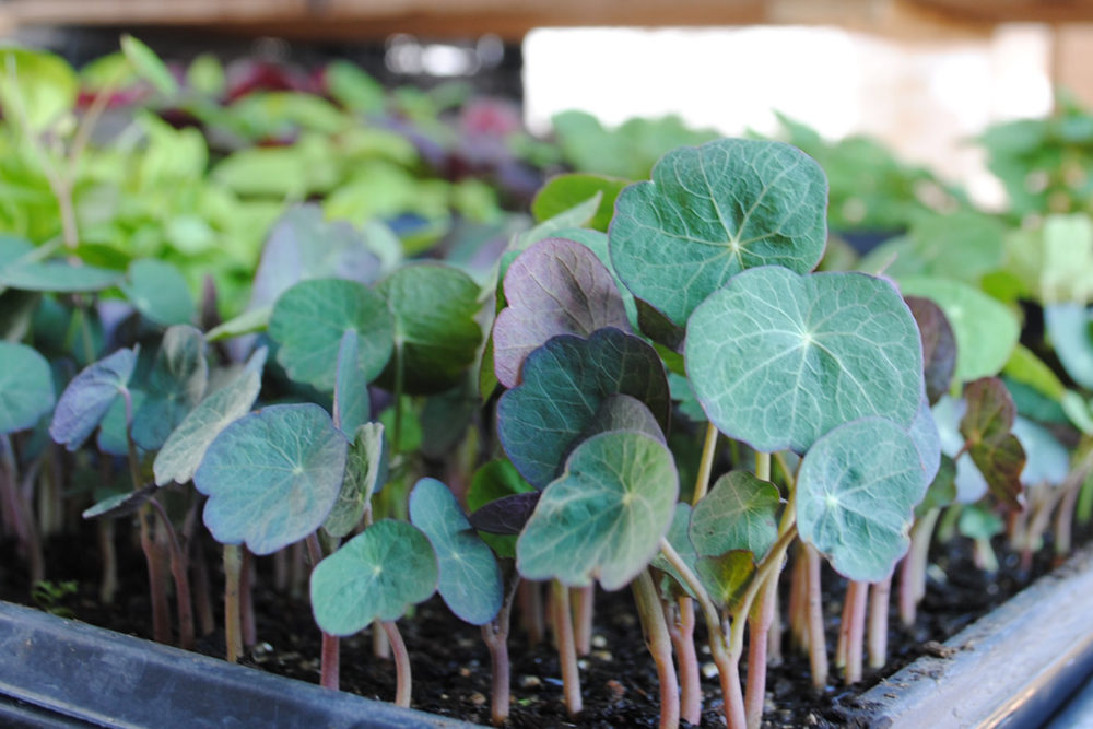 Sprouts and Microgreens: Small but Mighty : Foodwise