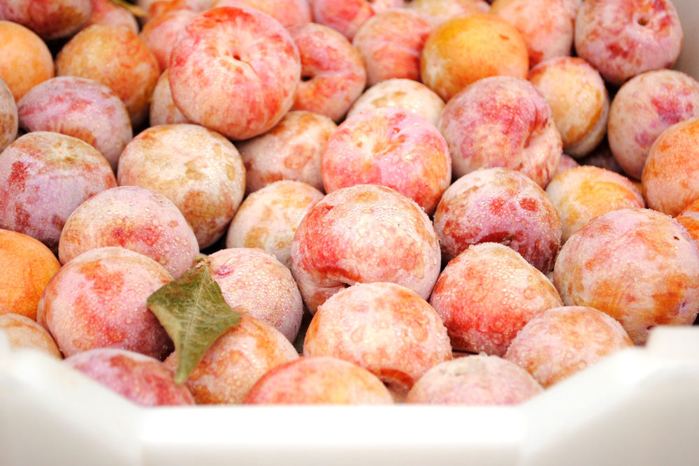 Pluots, Apriums, and the Flavorful World of Hybrid Fruit : Foodwise