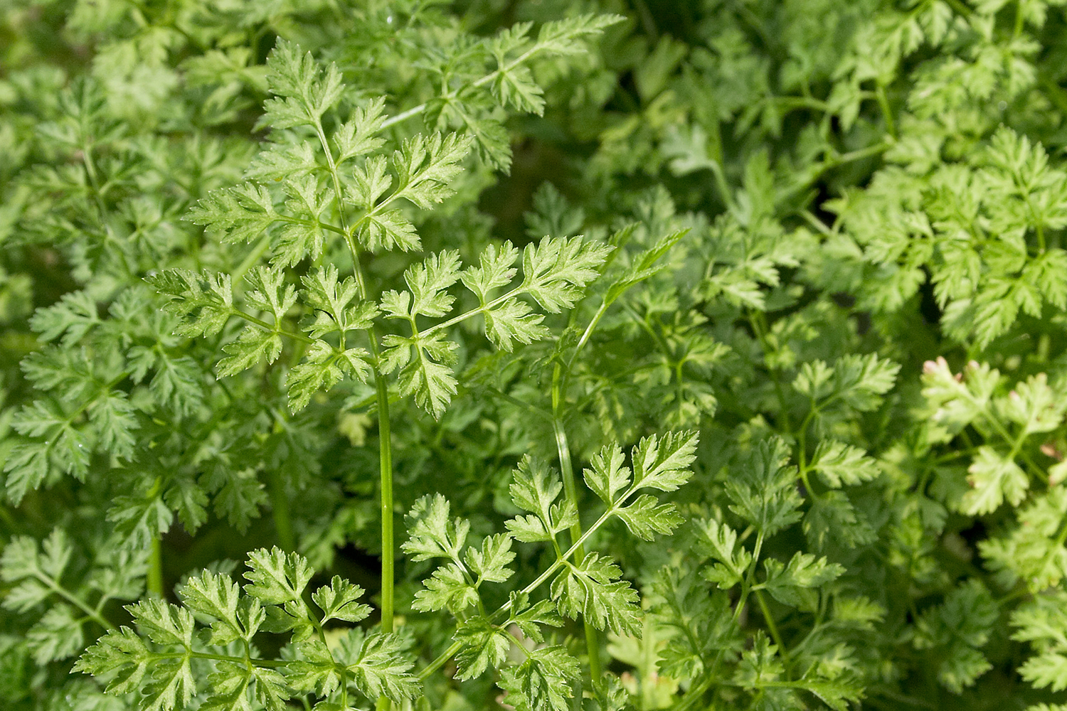 Chervil : Foodwise
