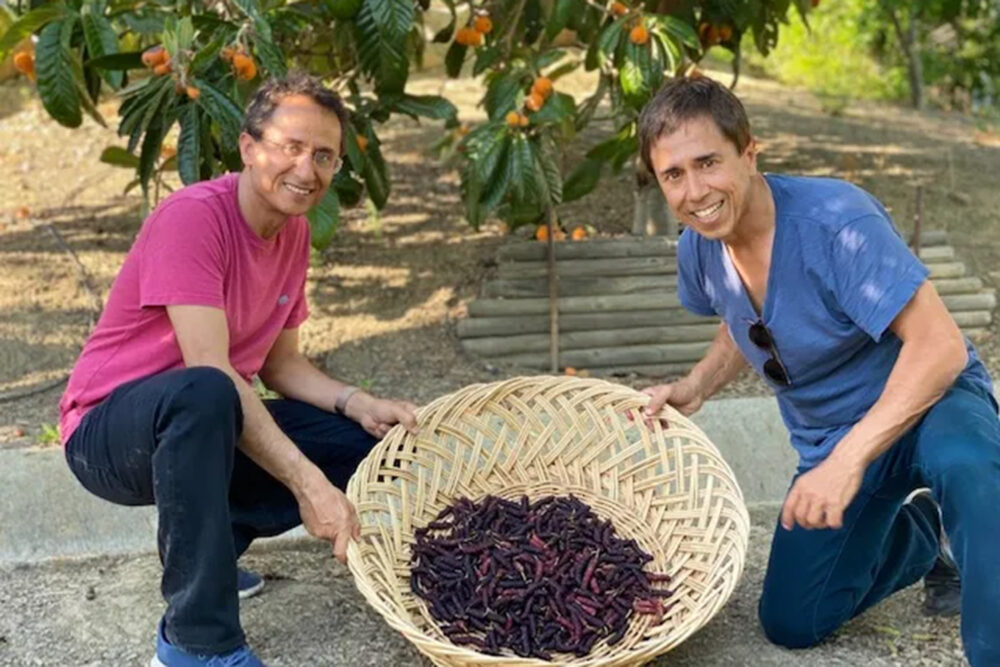 Very Mulberry Aims to Introduce America to a Rare and Regal Fruit ...