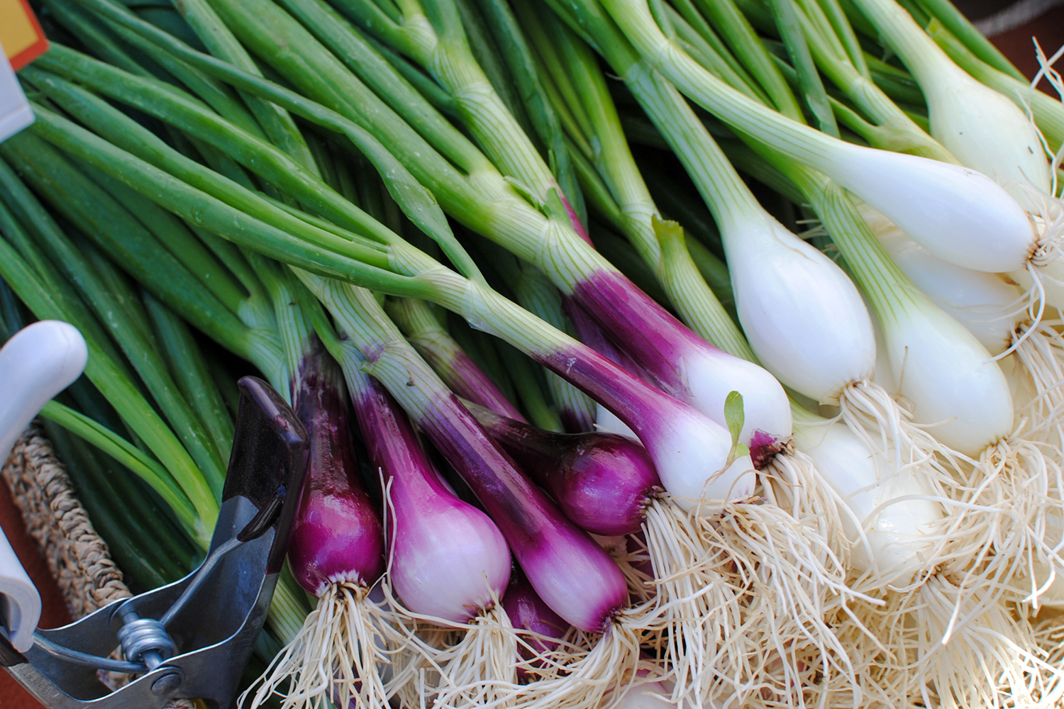 Layers of Flavor: A Farmers Market Guide to Alliums : Foodwise