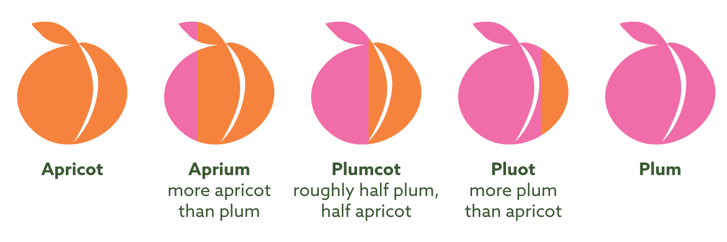 Taste the Sunshine: A Farmers Market Guide to Stone Fruit : Foodwise