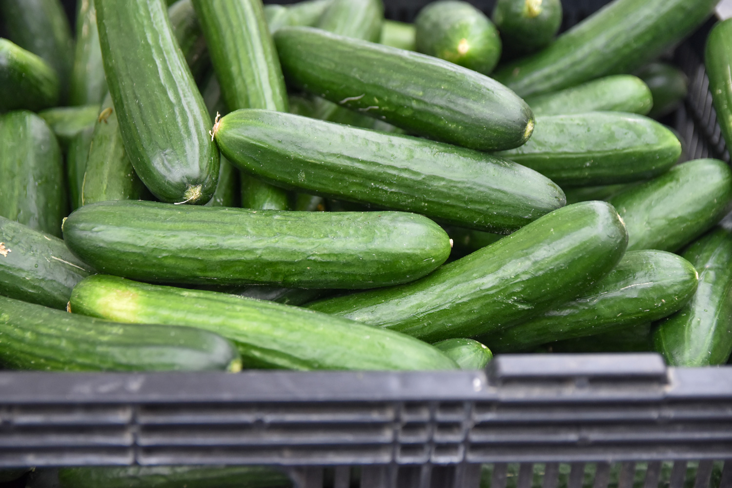 Cool as a Cuke: A Farmers Market Guide to Cucumbers : Foodwise