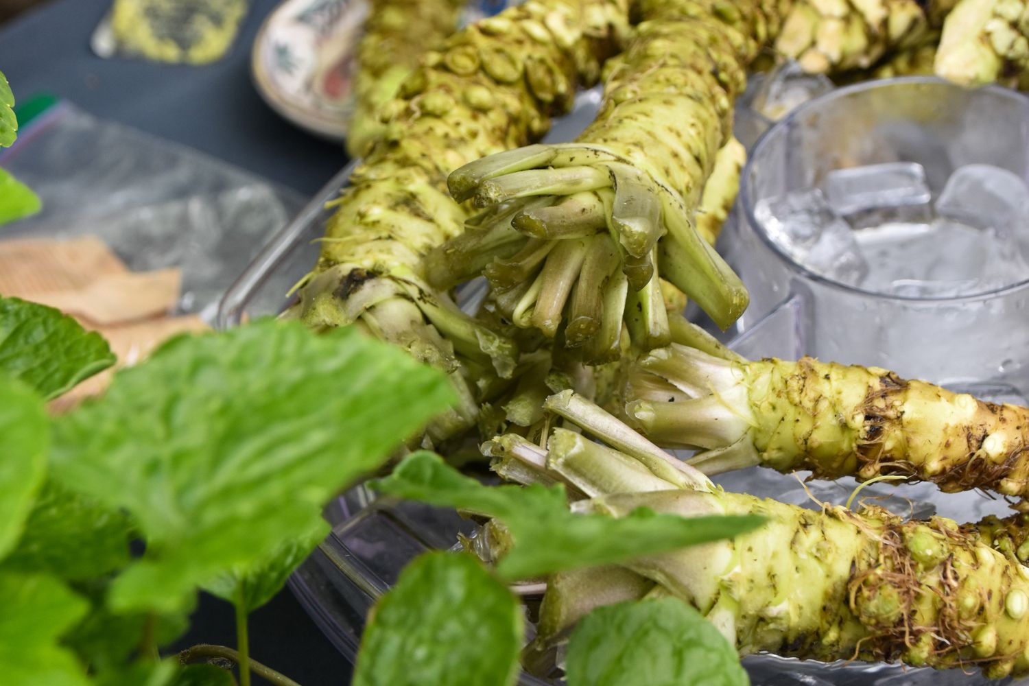 Meet the Bay Area Wasabi Farmers Growing This Rare Delicacy : Foodwise
